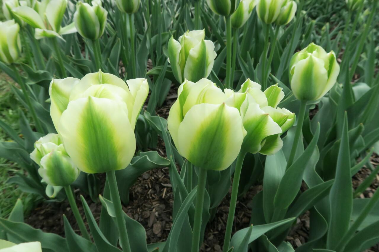 Tulipán zelenokvětý 'Spring Green' - Tulipa Viridiflora 'Spring Green ...