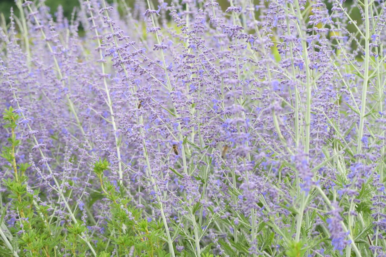 Perovskie lebedolistá 'Blue Spire' - Perovskia atriplicifolia 'Blue ...