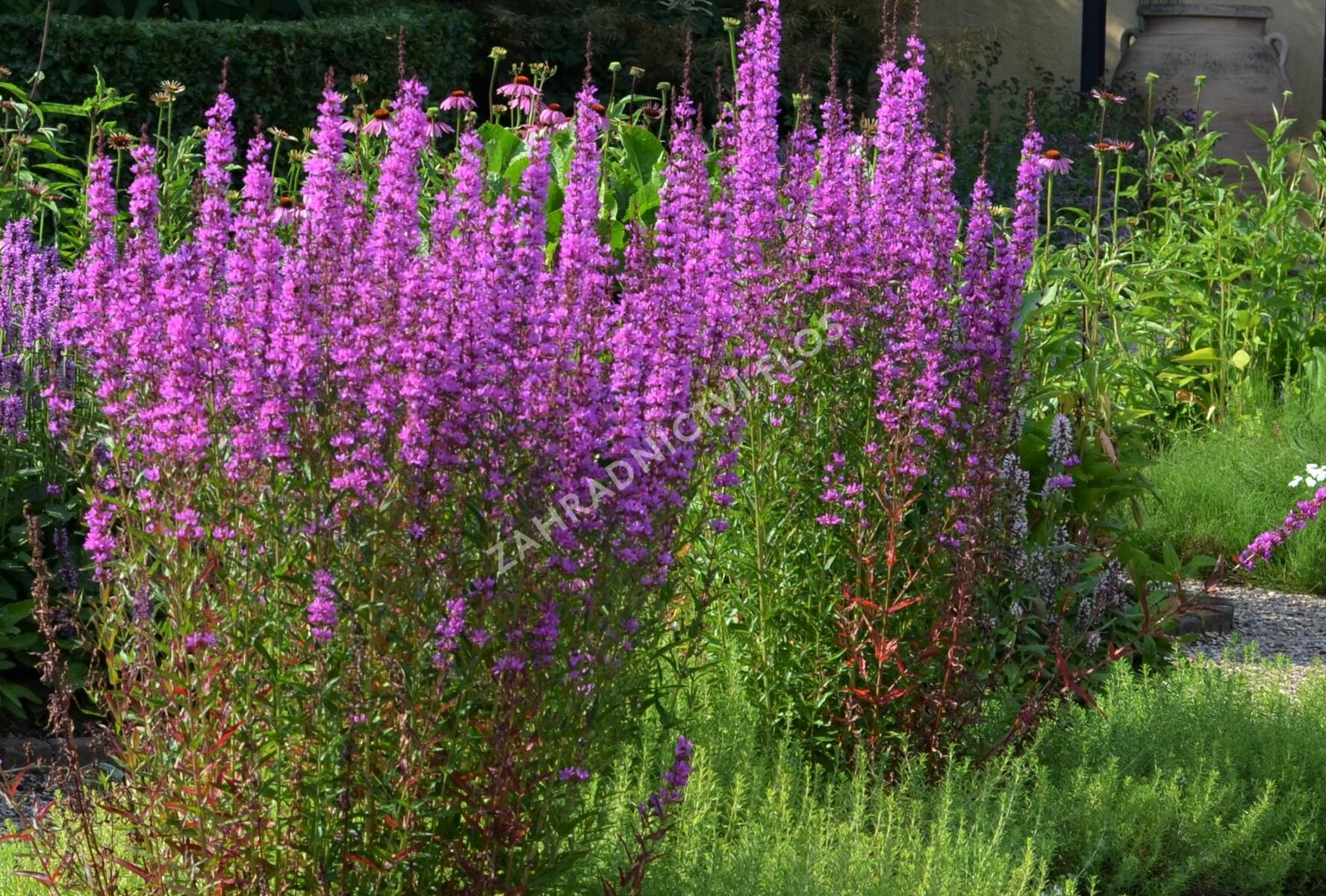Kyprej vrbice - Lythrum salicaria | Zahradnictví FLOS