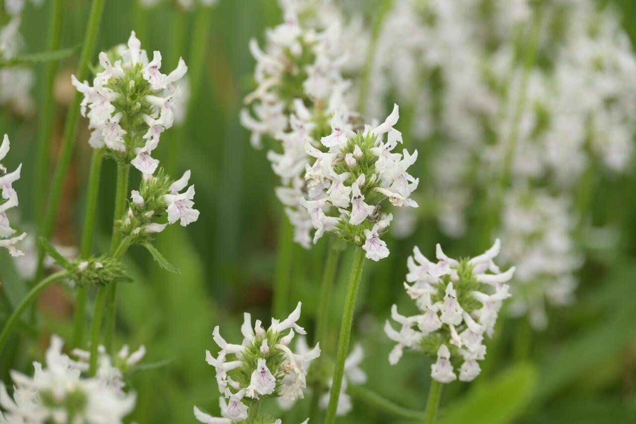 Čistec (discolor) - Stachys nivea (discolor) | Zahradnictví FLOS