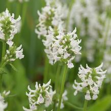 Čistec (discolor) - Stachys nivea (discolor) | Zahradnictví FLOS