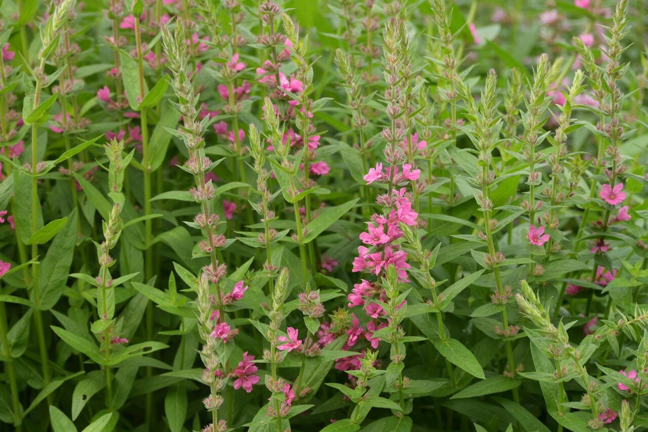 Kyprej vrbice 'Pink Blush' - Lythrum salicaria 'Pink Blush ...