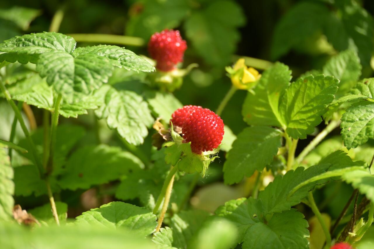 Jahodka indická - Duchesnea indica | Zahradnictví FLOS