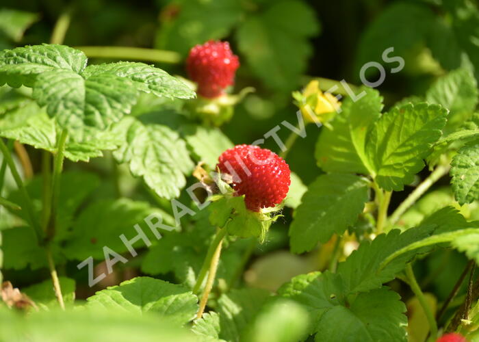 Jahodka indická - Duchesnea indica | Zahradnictví FLOS
