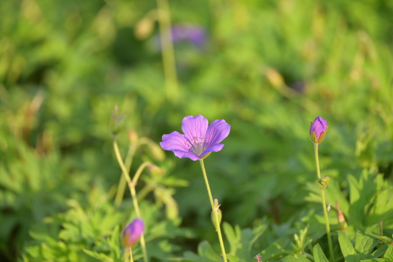 Kakost 'Nimbus' - Geranium collinum 'Nimbus' | Zahradnictví FLOS