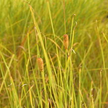 Orobinec úzkolistý - Typha angustifolia | Zahradnictví FLOS