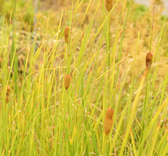 Rdesno hlavaté 'Caramel Candy' - Polygonum capitatum 'Caramel Candy ...