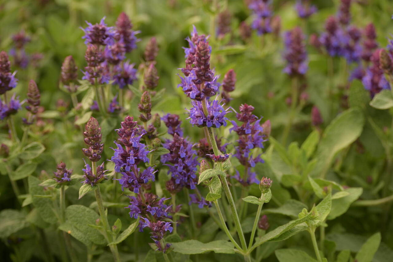 Šalvěj hajní 'Sensation Deep Blue' - Salvia nemorosa 'Sensation Deep ...