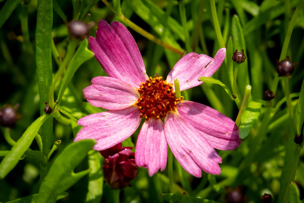 Krásnoočko přeslenité ' Ruby Red' - Coreopsis verticillata' Ruby Red ...