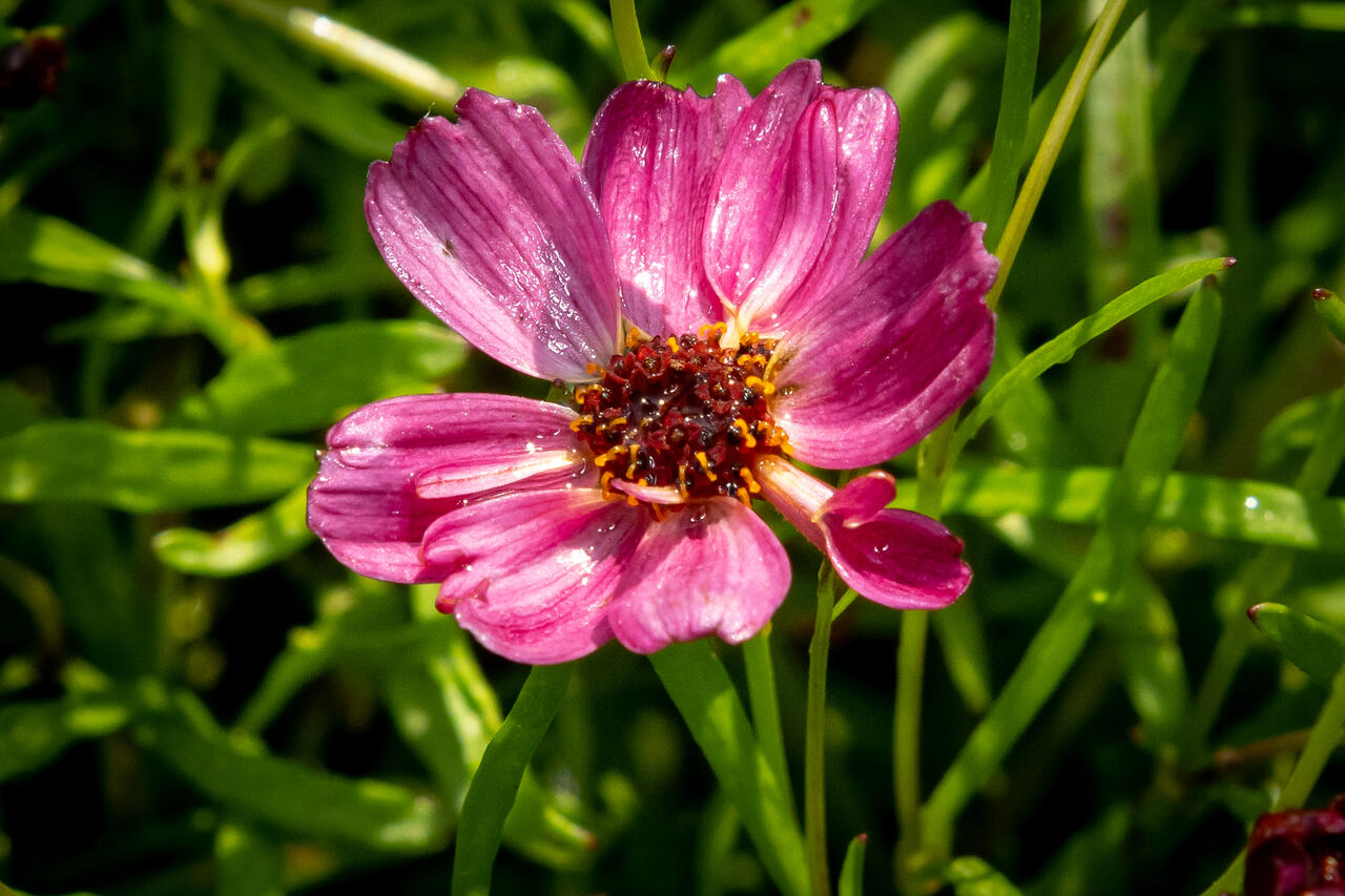 Krásnoočko přeslenité ' Ruby Red' - Coreopsis verticillata' Ruby Red ...