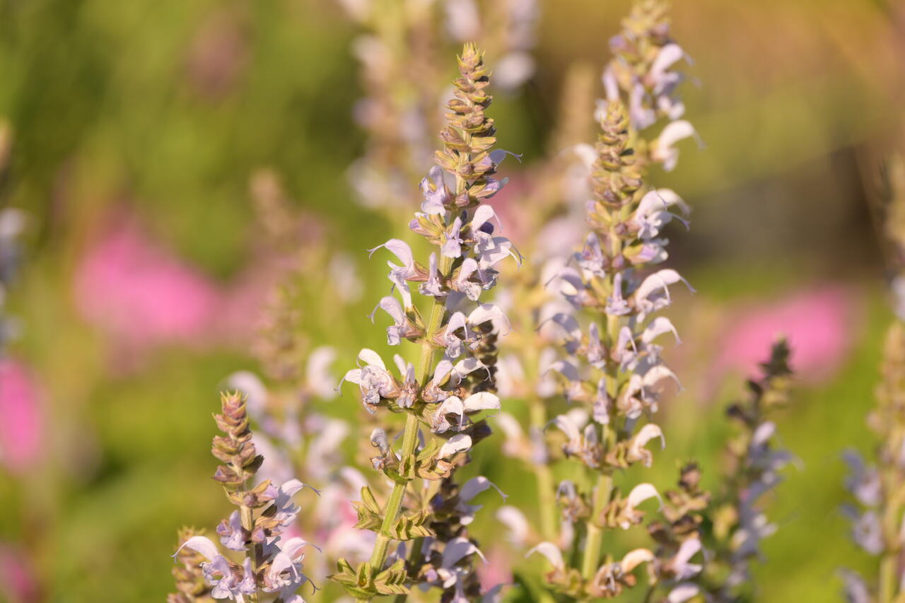 Šalvěj hajní 'Crystal Blue' - Salvia nemorosa 'Crystal Blue ...