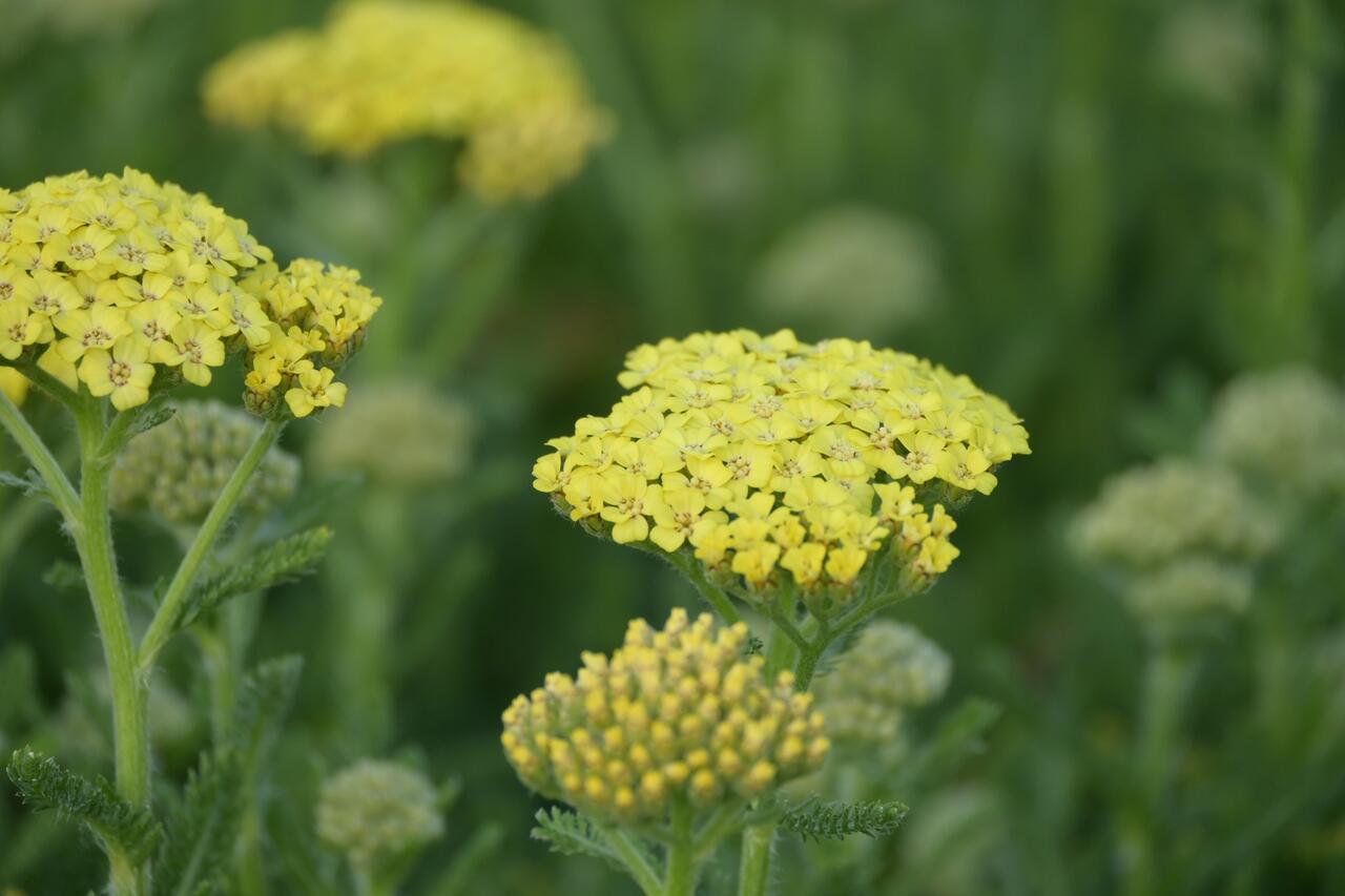 Řebříček obecný 'Desert Eve Light Yellow' - Achillea millefolium ...