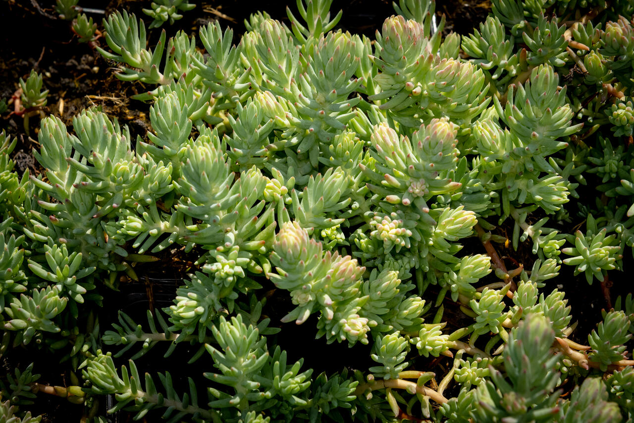 Rozchodník 'Silver' - Sedum rupestre 'Silver' | Zahradnictví FLOS