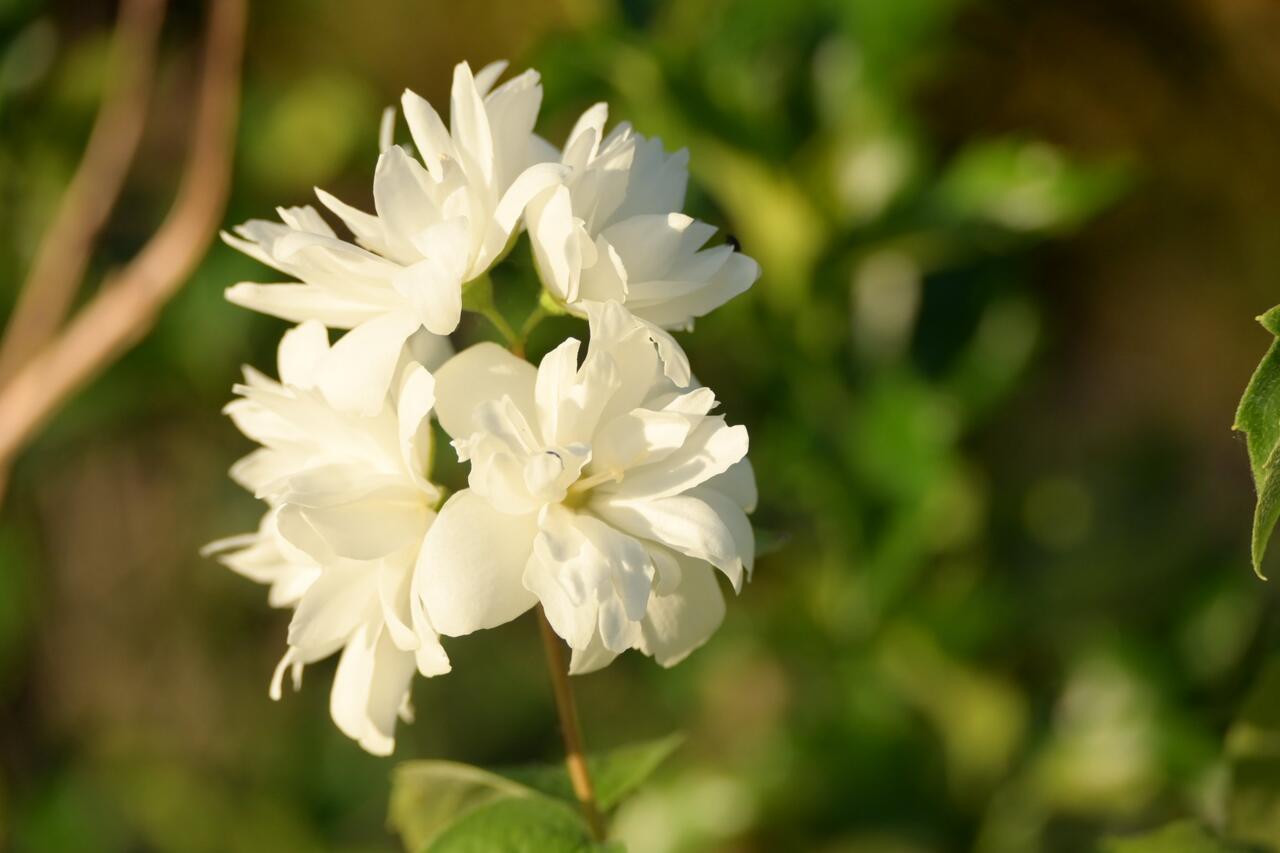 Pustoryl 'Minnesota Snowflake' - Philadelphus 'Minnesota Snowflake ...