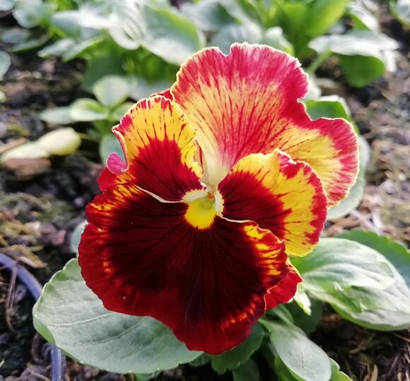 Plazivé rostliny | Zahradnictví FLOS