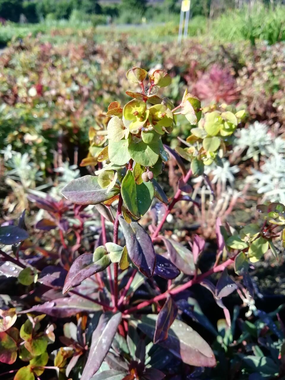 Pryšec mandloňovitý 'Ruby Glow' - Euphorbia amygdaloides 'Ruby Glow ...