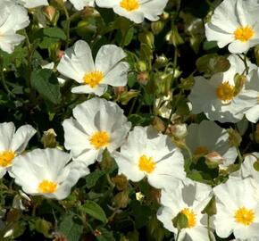 Cist, skalní růže 'Golden Treasure' - Cistus 'Golden Treasure ...