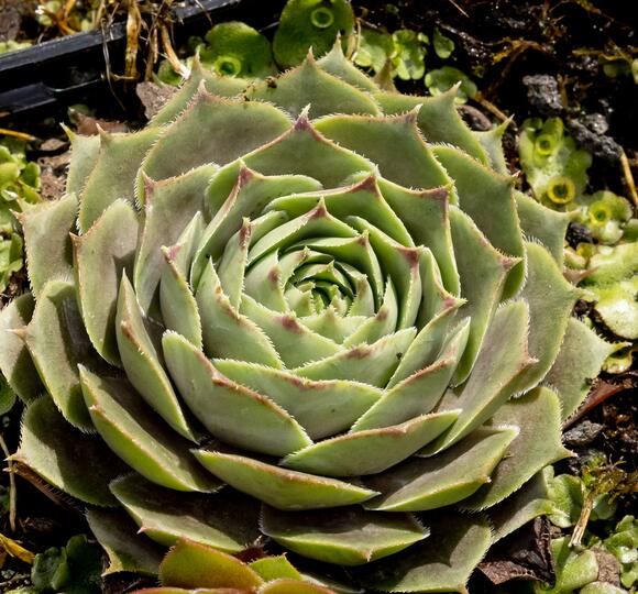 Netřesk a netřeskovec | Zahradnictví FLOS