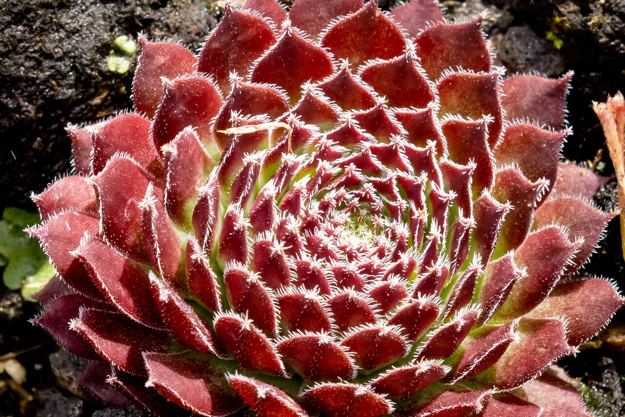 Netřesk 'Jet Stream' - Sempervivum 'Jet Stream' | Zahradnictví FLOS