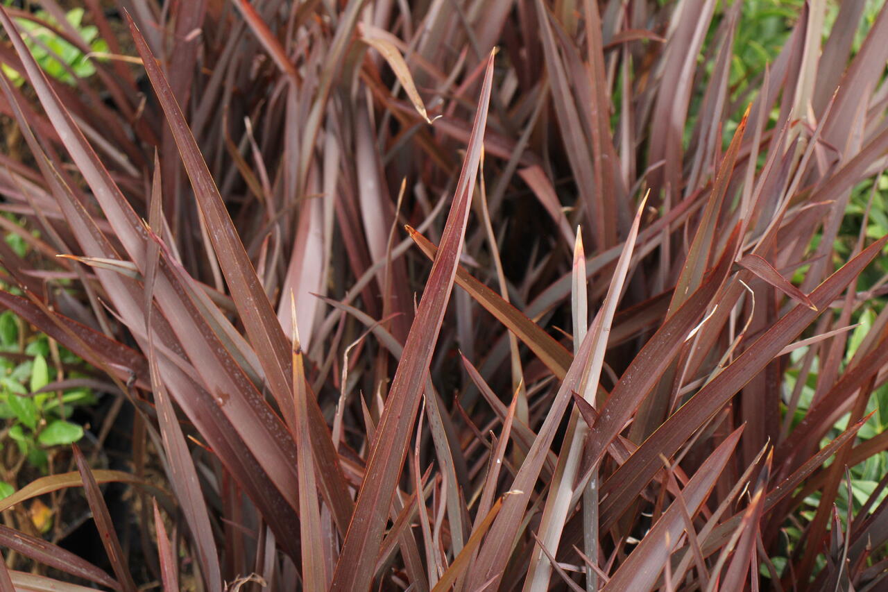 Lenovník novozélandský 'Amazing Red' - Phormium tenax 'Amazing Red ...