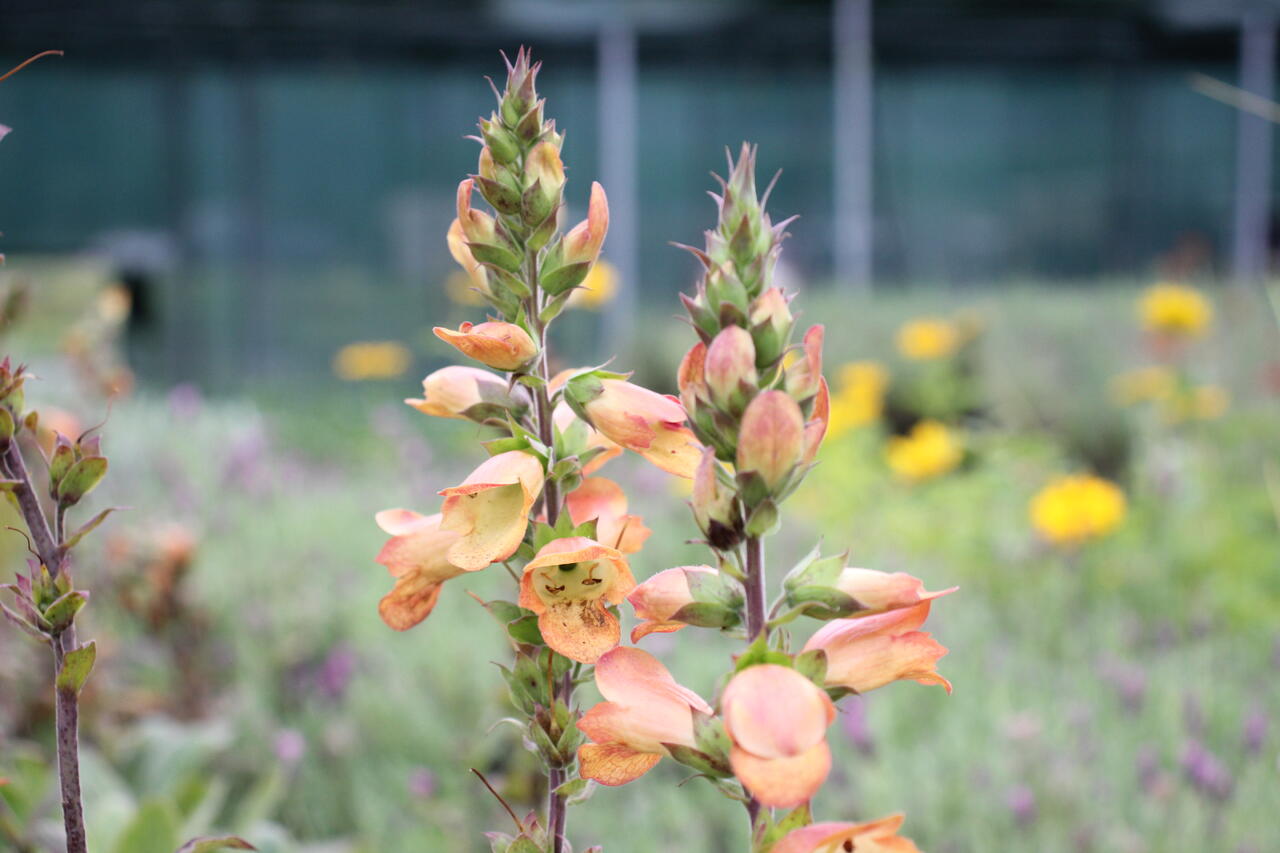 Náprstník 'Illumination Apricot' - Digitalis x hybrida 'Illumination ...