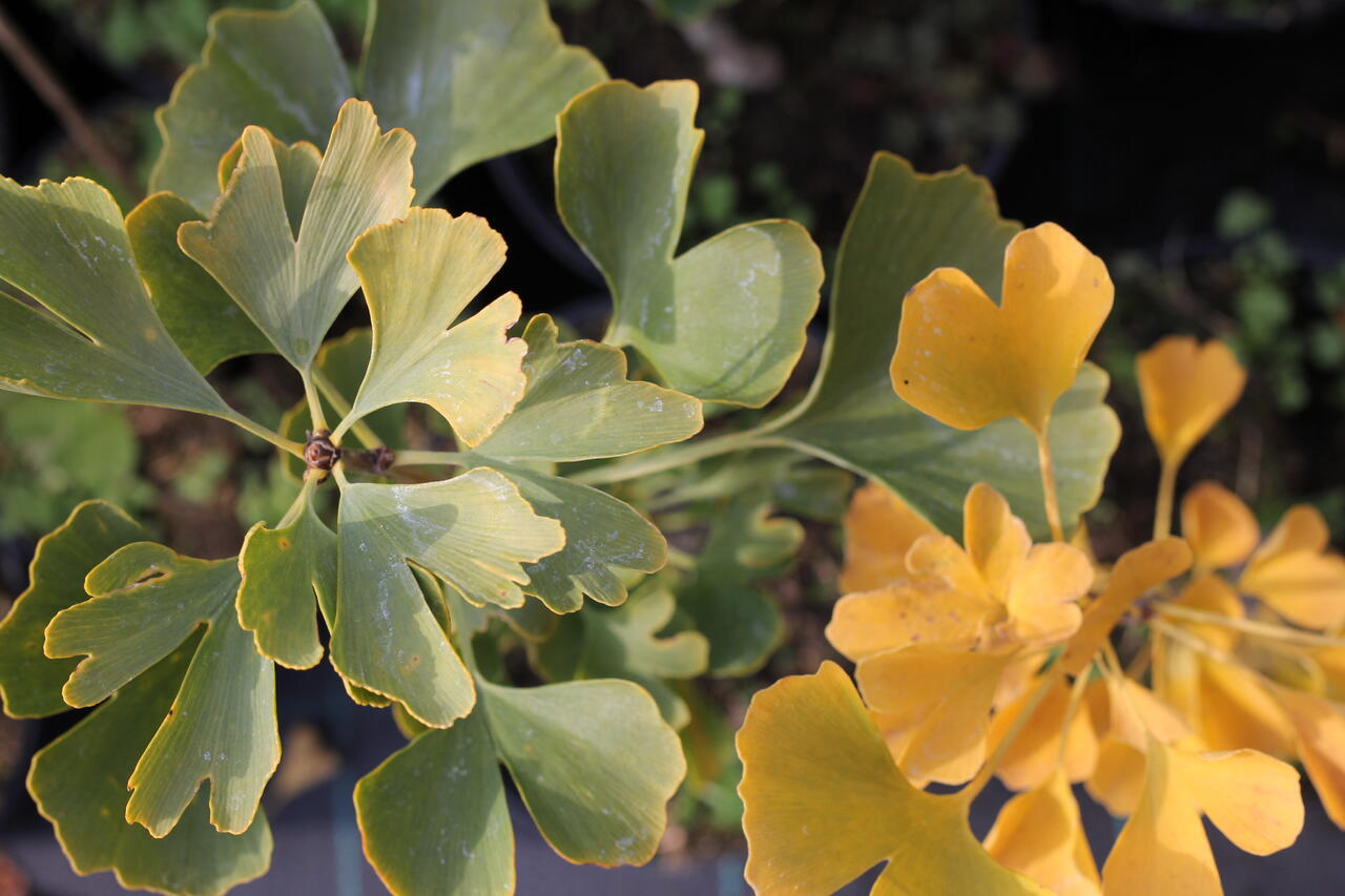 Jinan dvoulaločný 'Andre Briant' - Ginkgo biloba 'Andre Briant ...