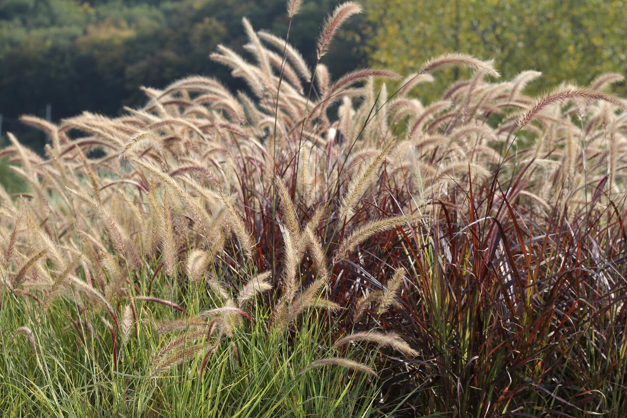 Dochan setý 'Sky Rocket' - Pennisetum setaceum 'Sky Rocket ...