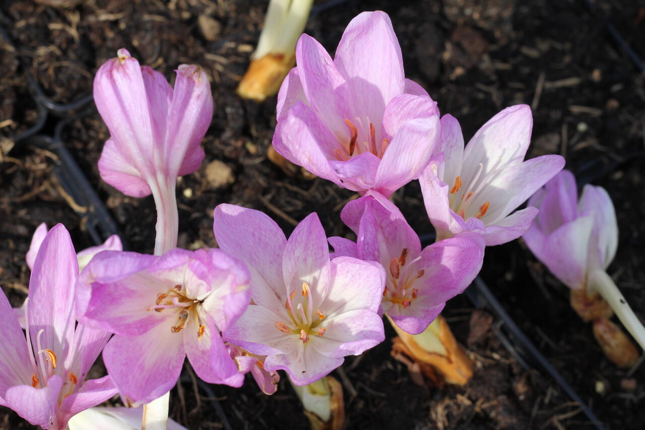 Ocún 'Giant' - Colchicum 'Giant' | Zahradnictví FLOS
