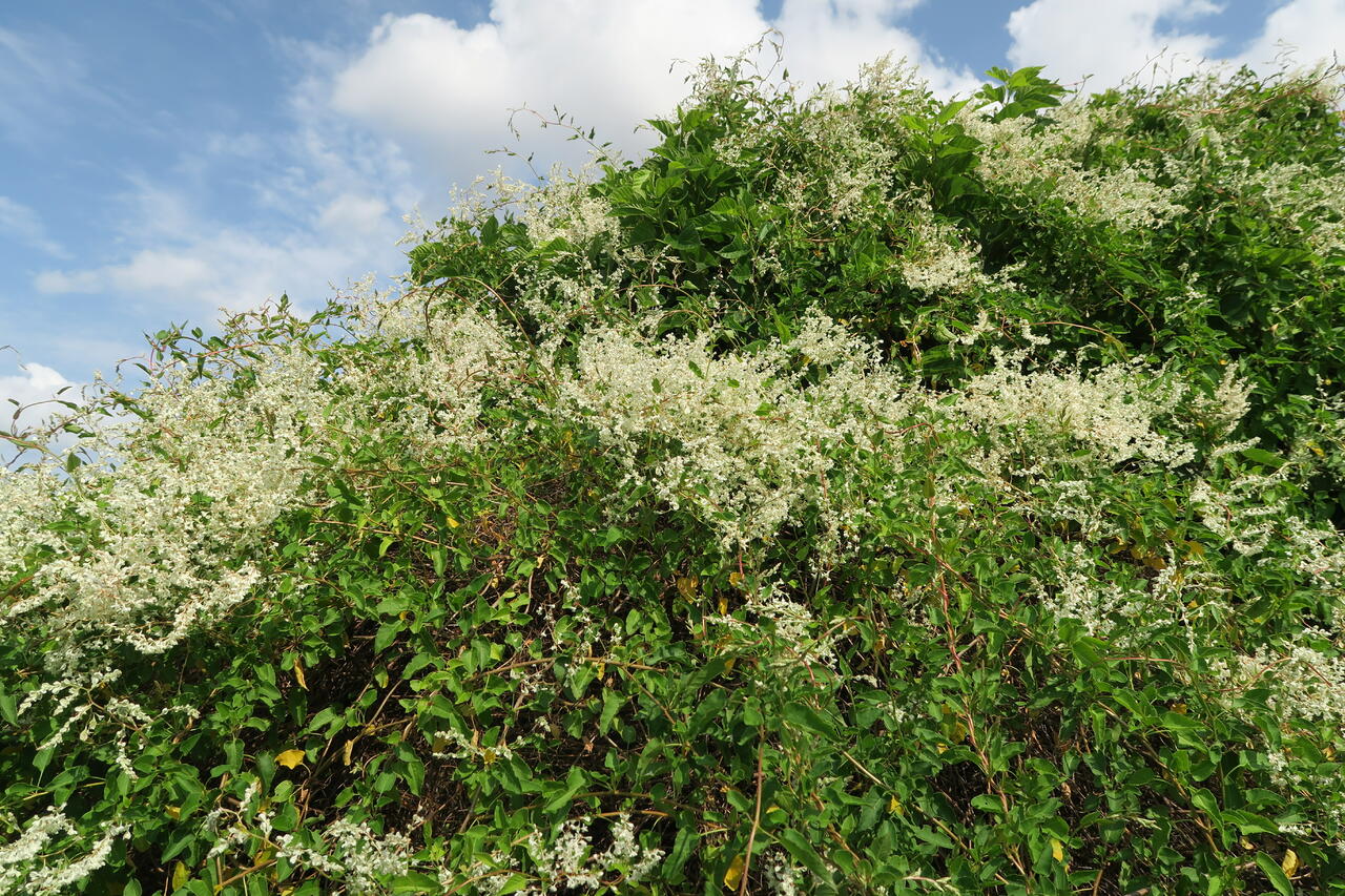 Opletka, rdesno Aubertovo - Fallopia aubertii | Zahradnictví FLOS