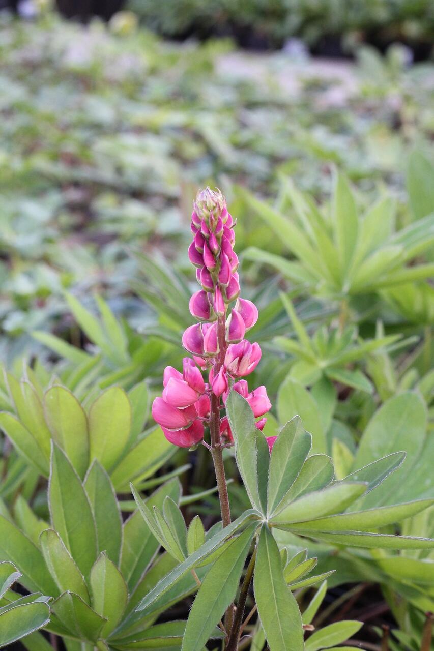 Lupina mnoholistá 'Russel Edelknabe rot' - Lupinus polyphyllus 'Russel ...