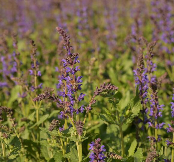 Šalvěj hajní 'Schwellenburg' - Salvia nemorosa 'Schwellenburg ...