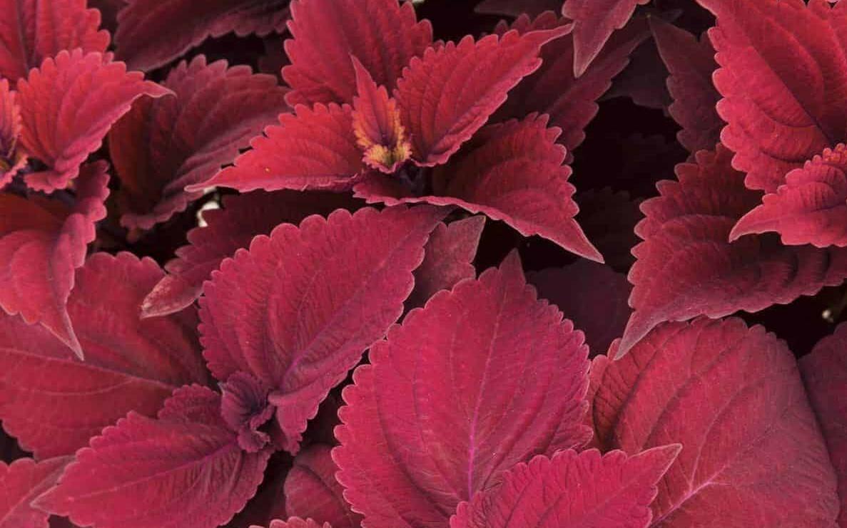 Pochvatec, Pokojová kopřiva 'Main Street Beale Street' - Coleus blumei ...