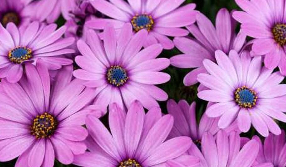 Dvoutvárka 'Osticade Pink' - Osteospermum ecklonis 'Osticade Pink' | Zahradnictví FLOS