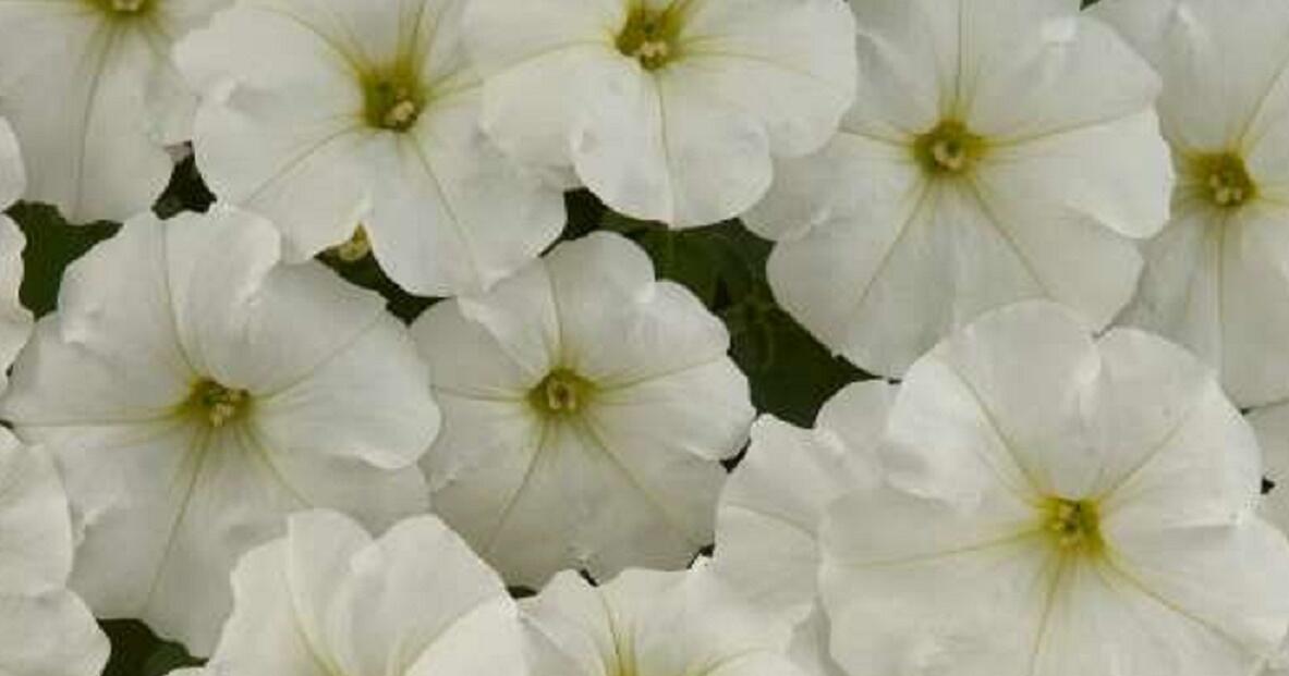 Petúnie 'Ray White' - Petunia hybrida 'Ray White' | Zahradnictví FLOS