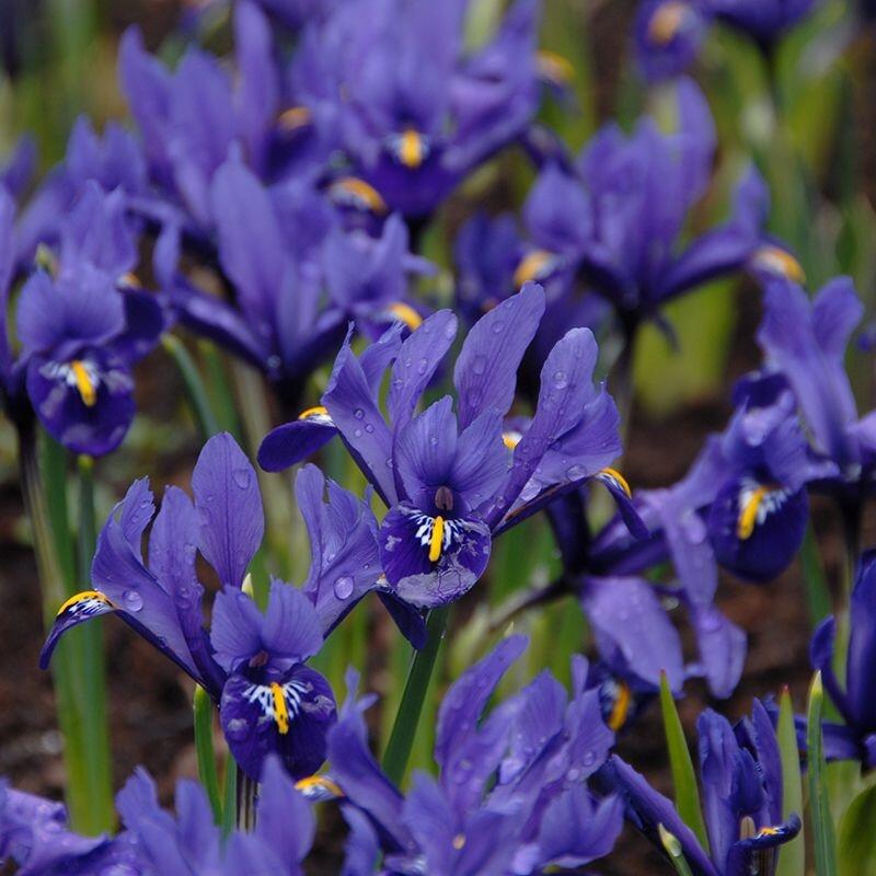 Kosatec síťkovaný 'Pixie' - Iris reticulata 'Pixie' | Zahradnictví FLOS