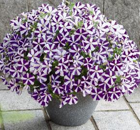 Petúnie 'Cascadias Rim Cherry' - Petunia hybrida 'Cascadias Rim Cherry ...