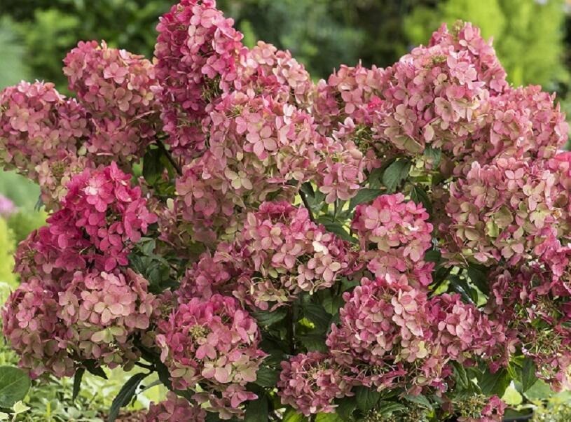 Hortenzie latnatá 'Petit Lantern' - Hydrangea paniculata 'Petit Lantern ...