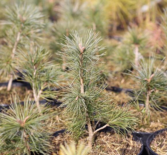 Sazenice borovice - pinus | Zahradnictví FLOS