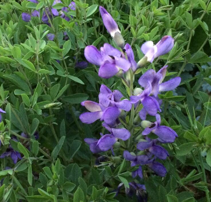 Baptisie minor - Baptisia minor | Zahradnictví FLOS