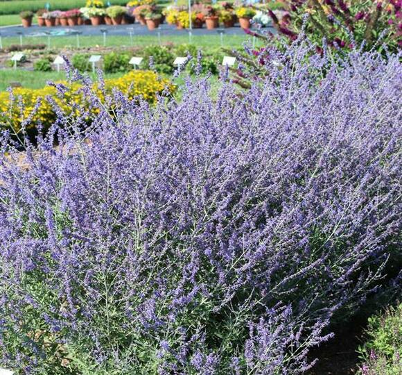 Sazenice perovskie - perovskia | Zahradnictví FLOS