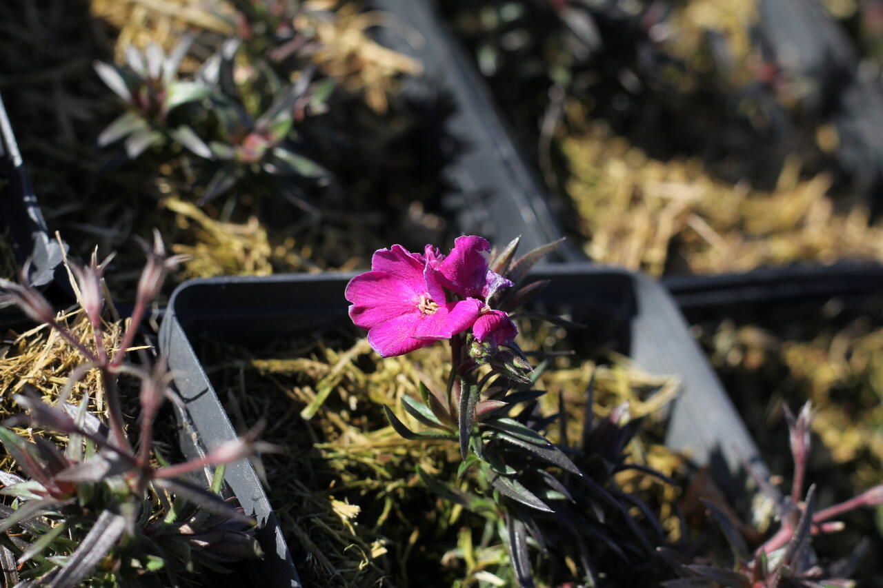 Plamenka šídlovitá 'Spring Hot Pink' - Phlox subulata 'Spring Hot Pink ...