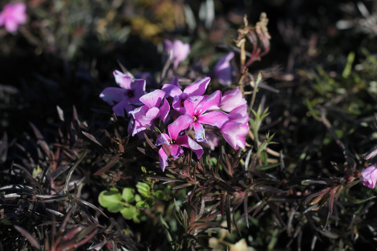 Plamenka šídlovitá 'Spring Dark Pink' - Phlox subulata 'Spring Dark ...
