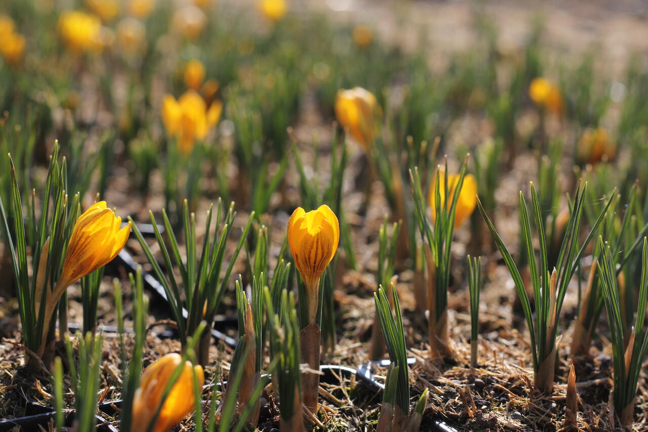 Krokus, šafrán zlatý 'Dorothy' - Crocus chrysanthus 'Dorothy ...