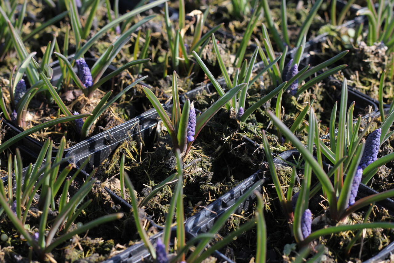 Modřenec arménský 'Alida' - Muscari armeniacum 'Alida' | Zahradnictví FLOS