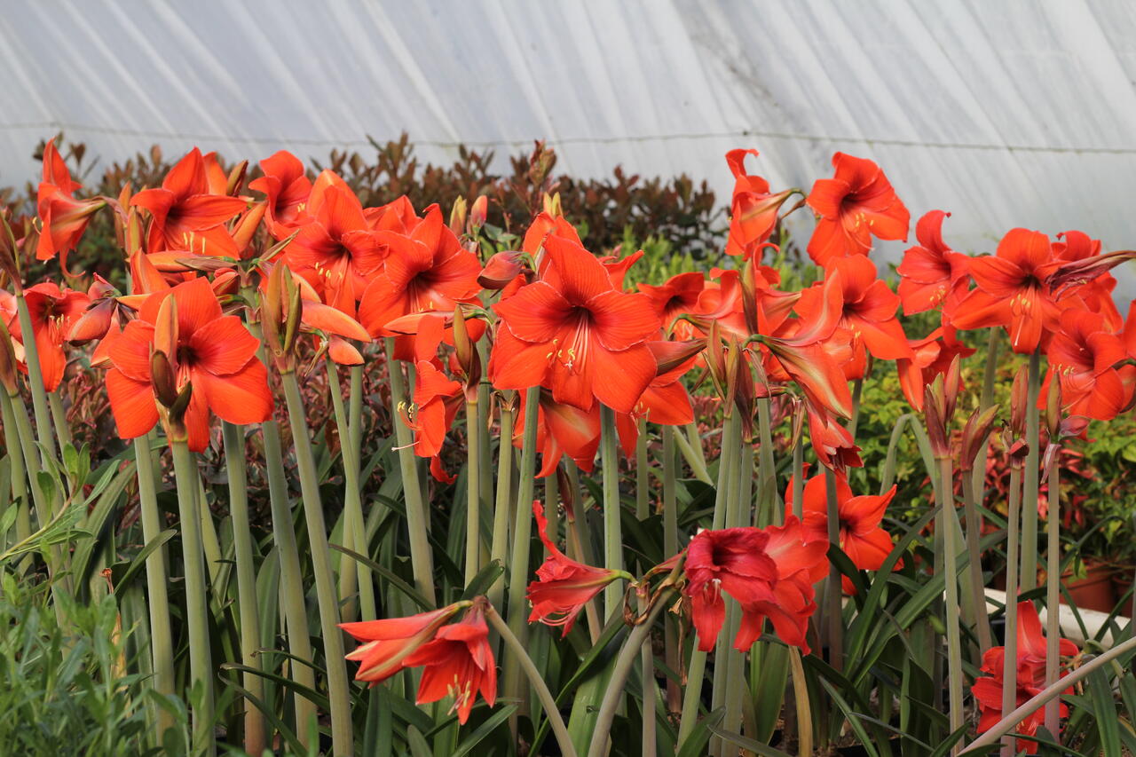 Hvězdník, amarylis - Hippeastrum rutilum | Zahradnictví FLOS