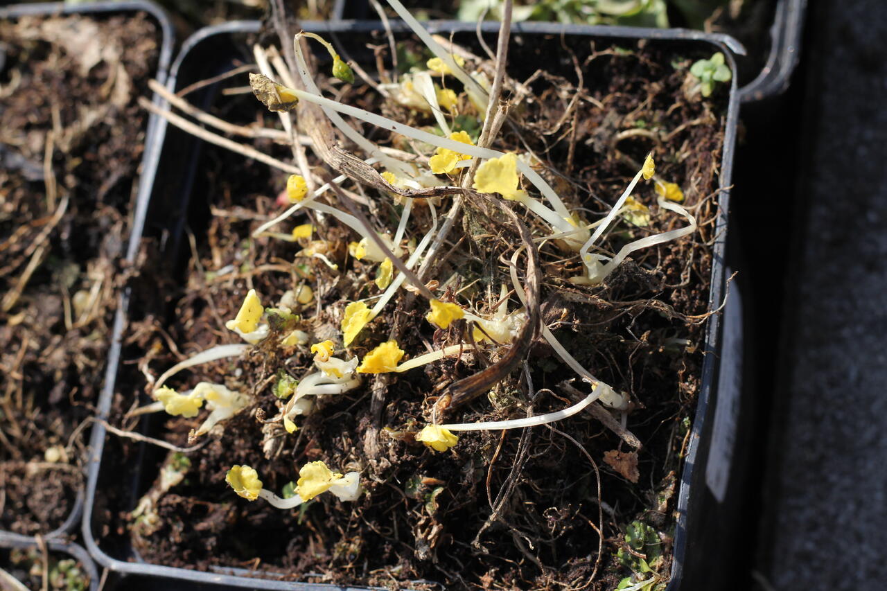 Slézovník 'Wine Red' - Sidalcea 'Wine Red' | Zahradnictví FLOS