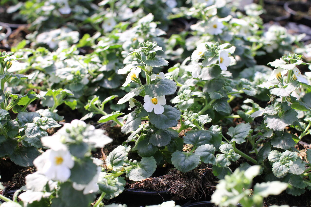 Bakopa 'Baristo Giga White' - Sutera diffusus 'Baristo Giga White ...