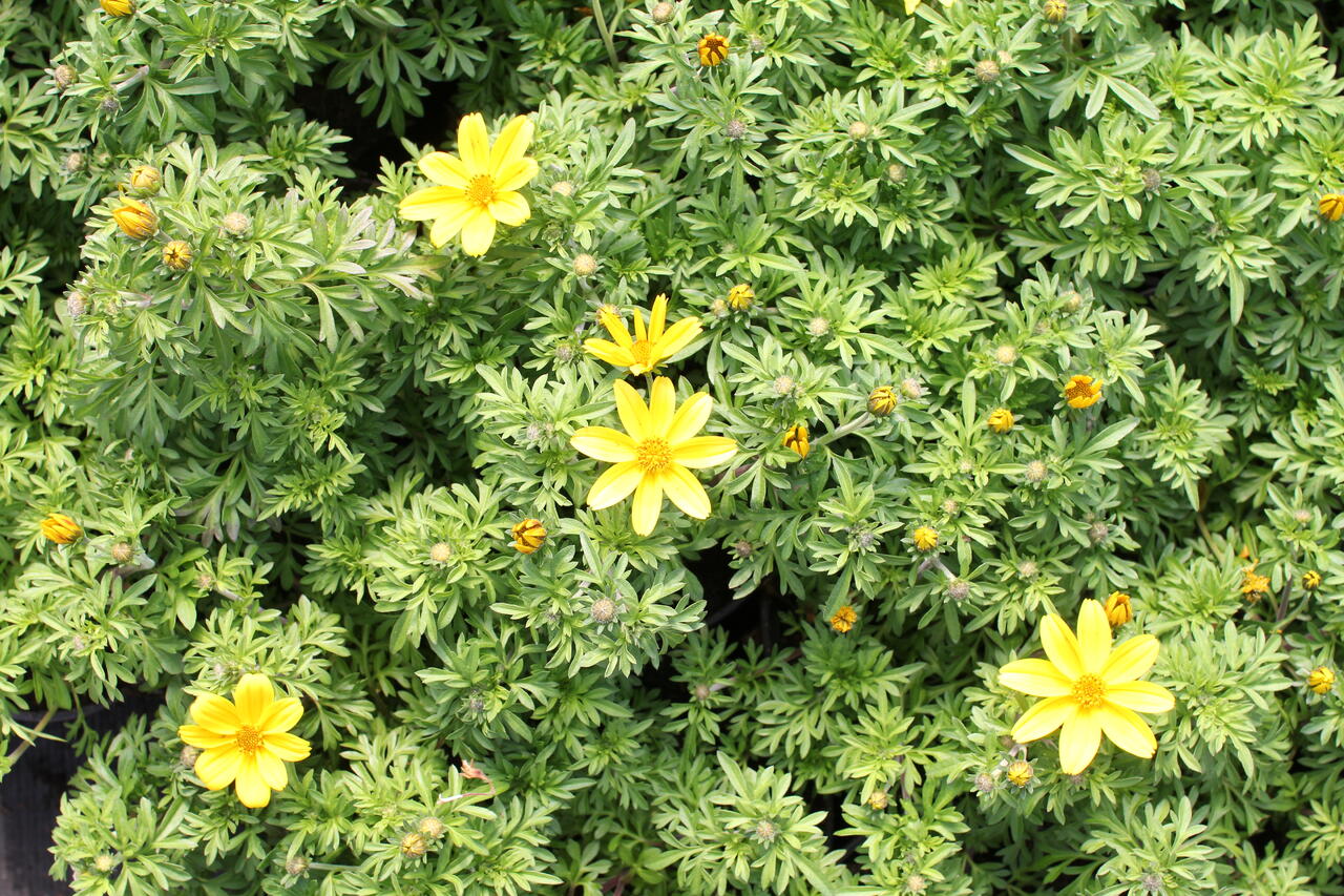 Dvouzubec 'Bidy Boom Yellow Big' - Bidens 'Bidy Boom Yellow Big ...