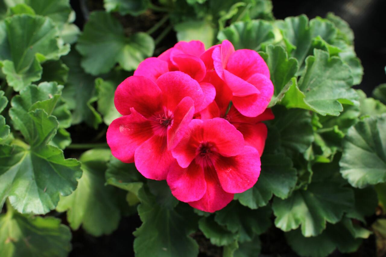 Muškát, pelargonie páskatá 'TexMex Merlot Sizzle' - Pelargonium zonale ...