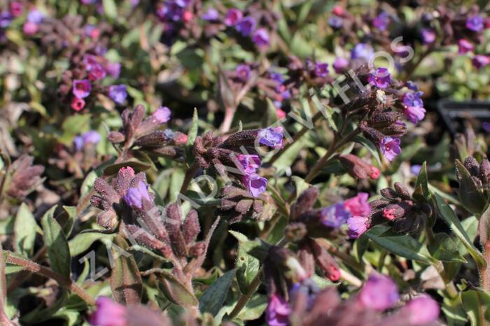 Plicník 'Samurai' - Pulmonaria 'Samurai' | Zahradnictví FLOS